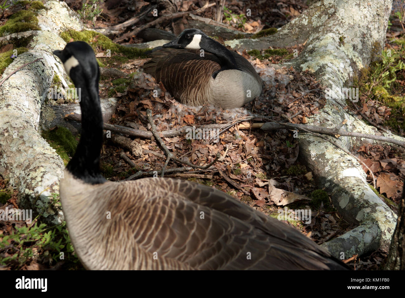 Canada goose nesting Stock Photo - Alamy