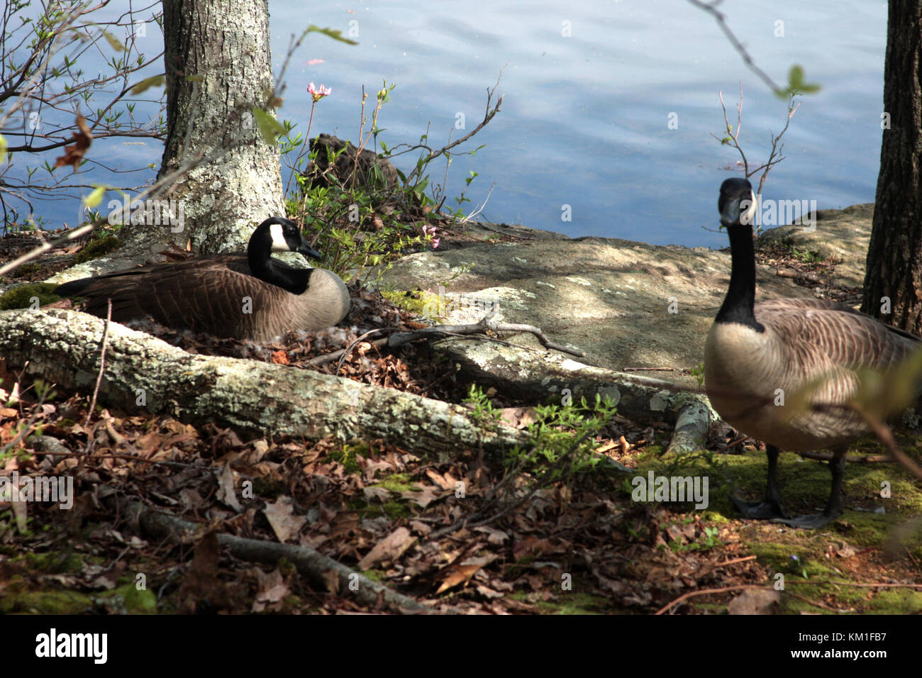 Canada goose nesting Stock Photo - Alamy