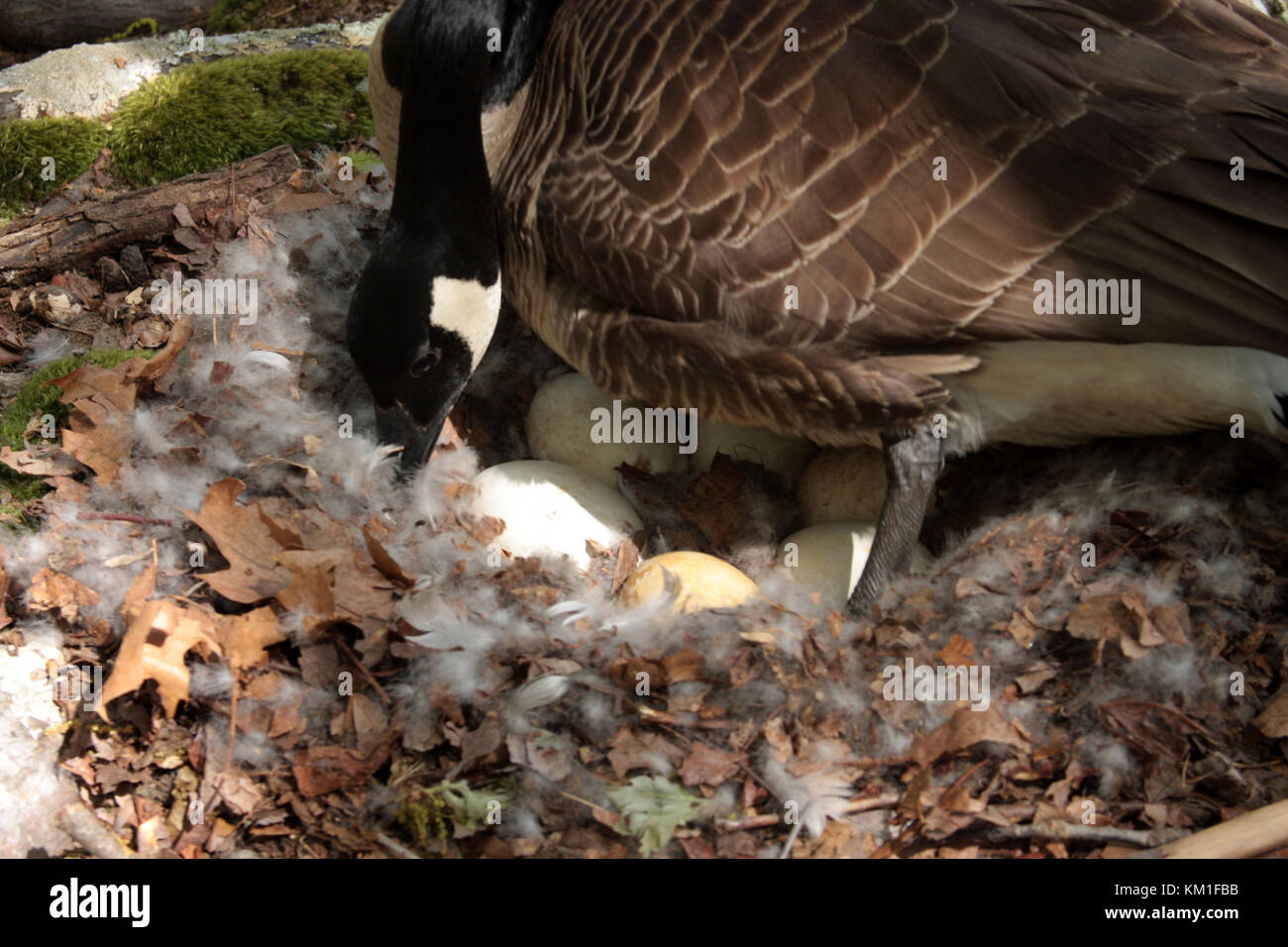 Canada goose nesting Stock Photo - Alamy