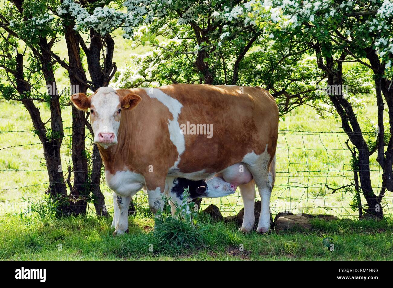 Simmental calf hi-res stock photography and images - Alamy