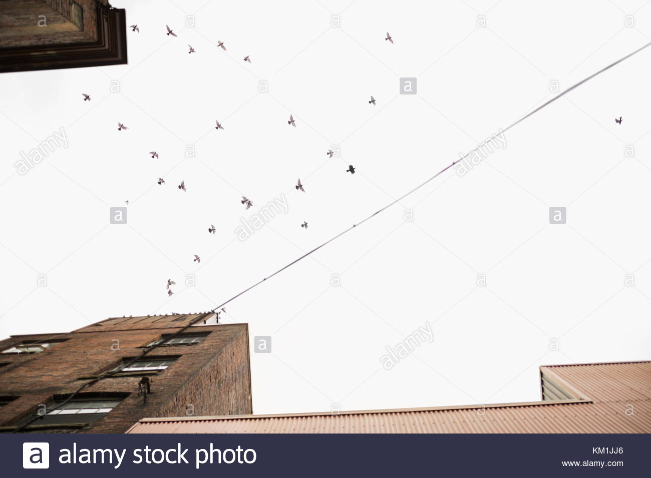 Flying birds and building hi-res stock photography and images - Alamy