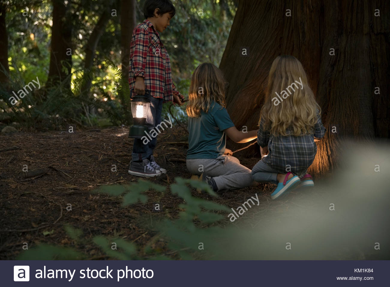 Exploring tree hi-res stock photography and images - Alamy