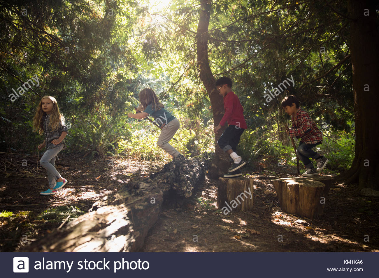 Wood stumps hi-res stock photography and images - Alamy