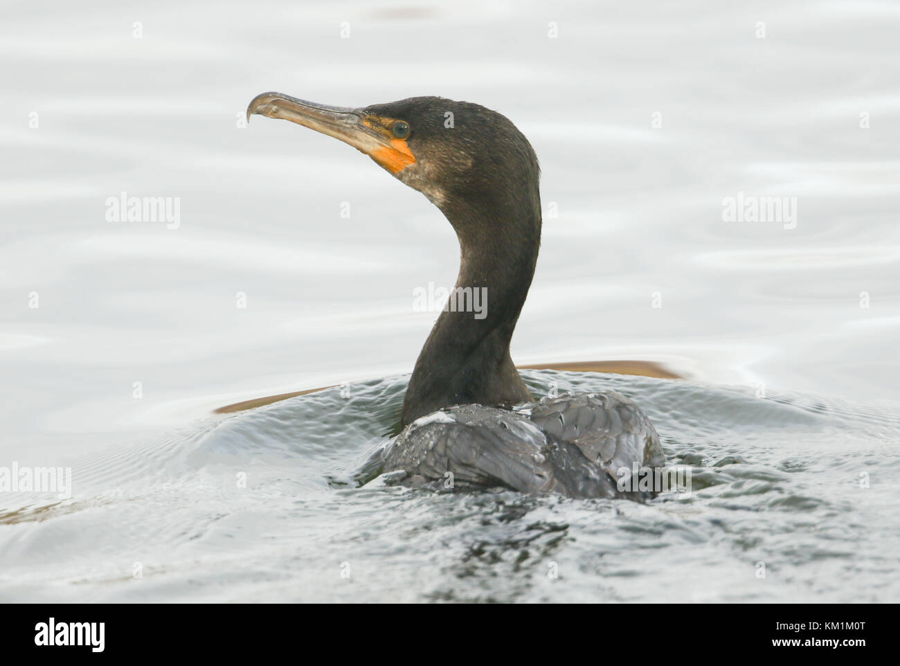 A Cormorant (Phalacrocorax carbo) swimming in a lake hunting for fish ...