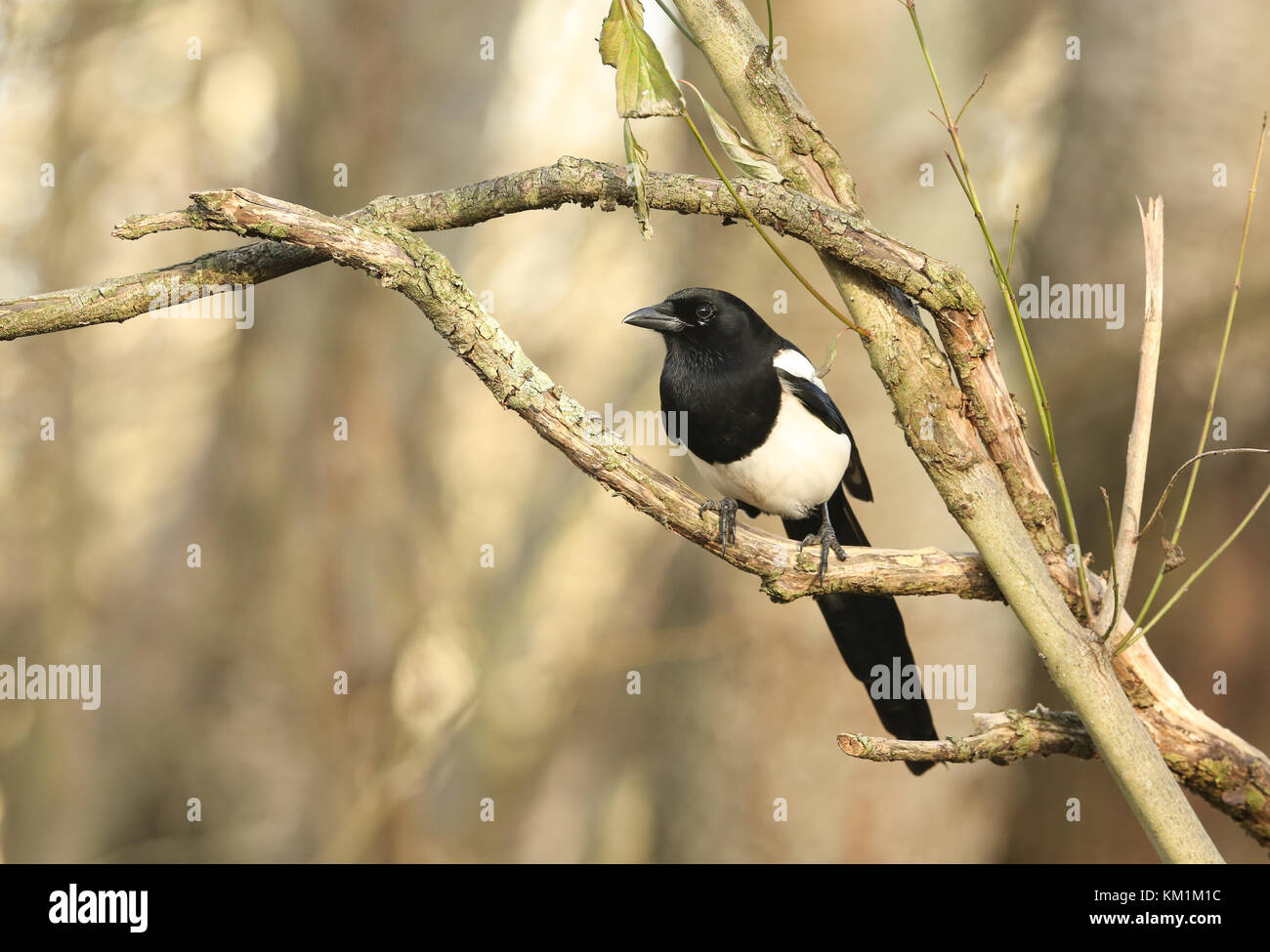 A stunning Magpie (Pica pica) perched on a branch in a tree Stock Photo ...