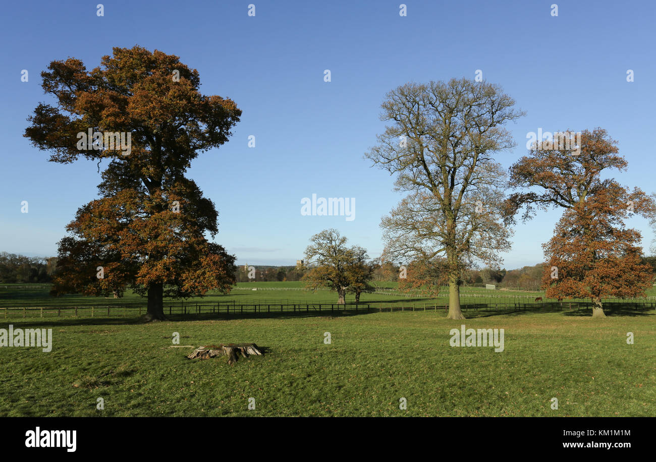 An autumn landscape scenic view of a mighty Oak tree with old Churches ...