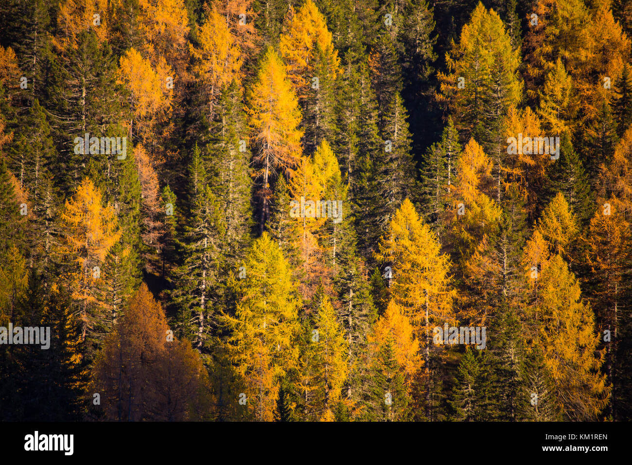 Tamarack larches hi-res stock photography and images - Alamy