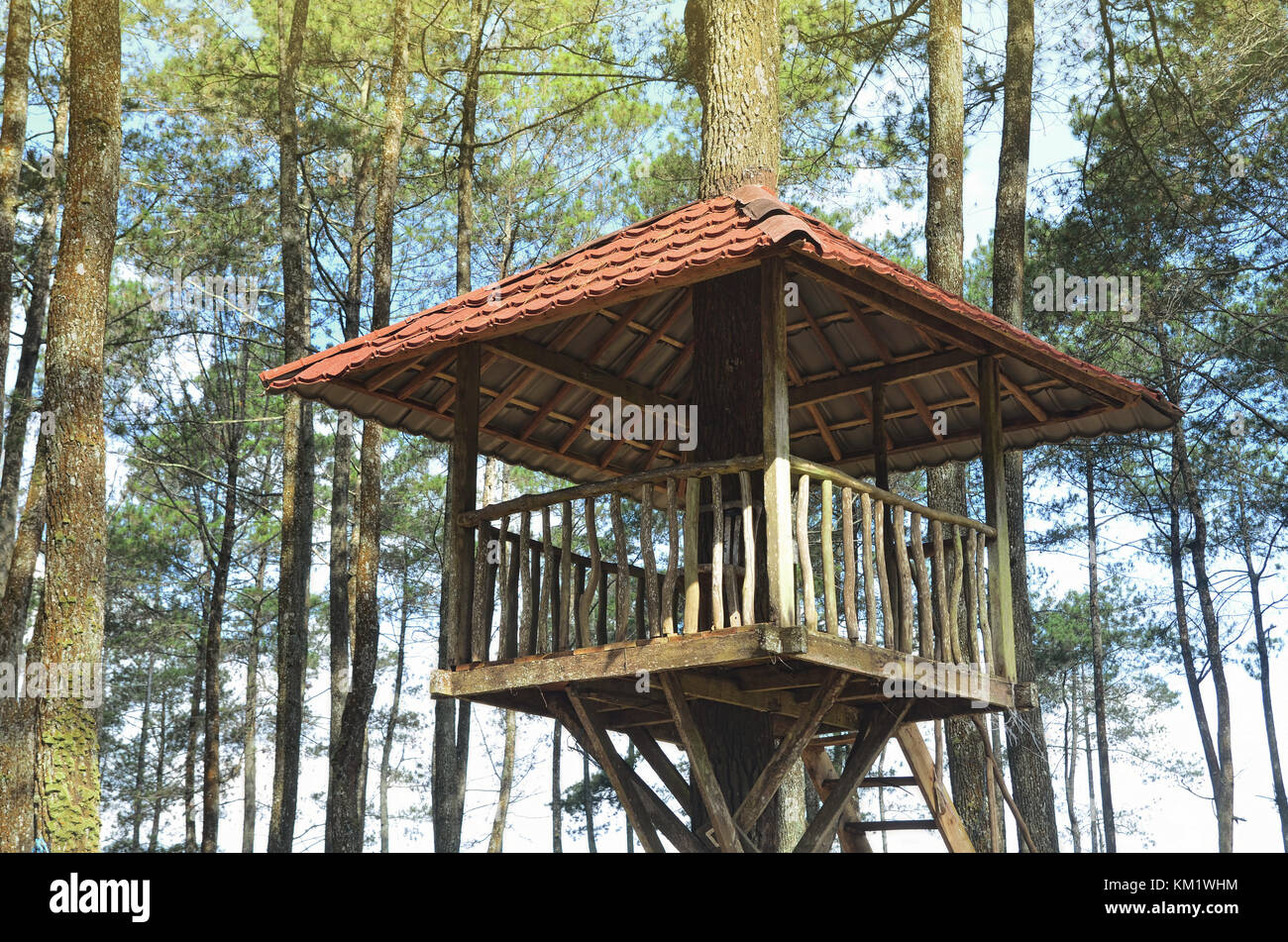 Wooden observation post on the tree Stock Photo - Alamy