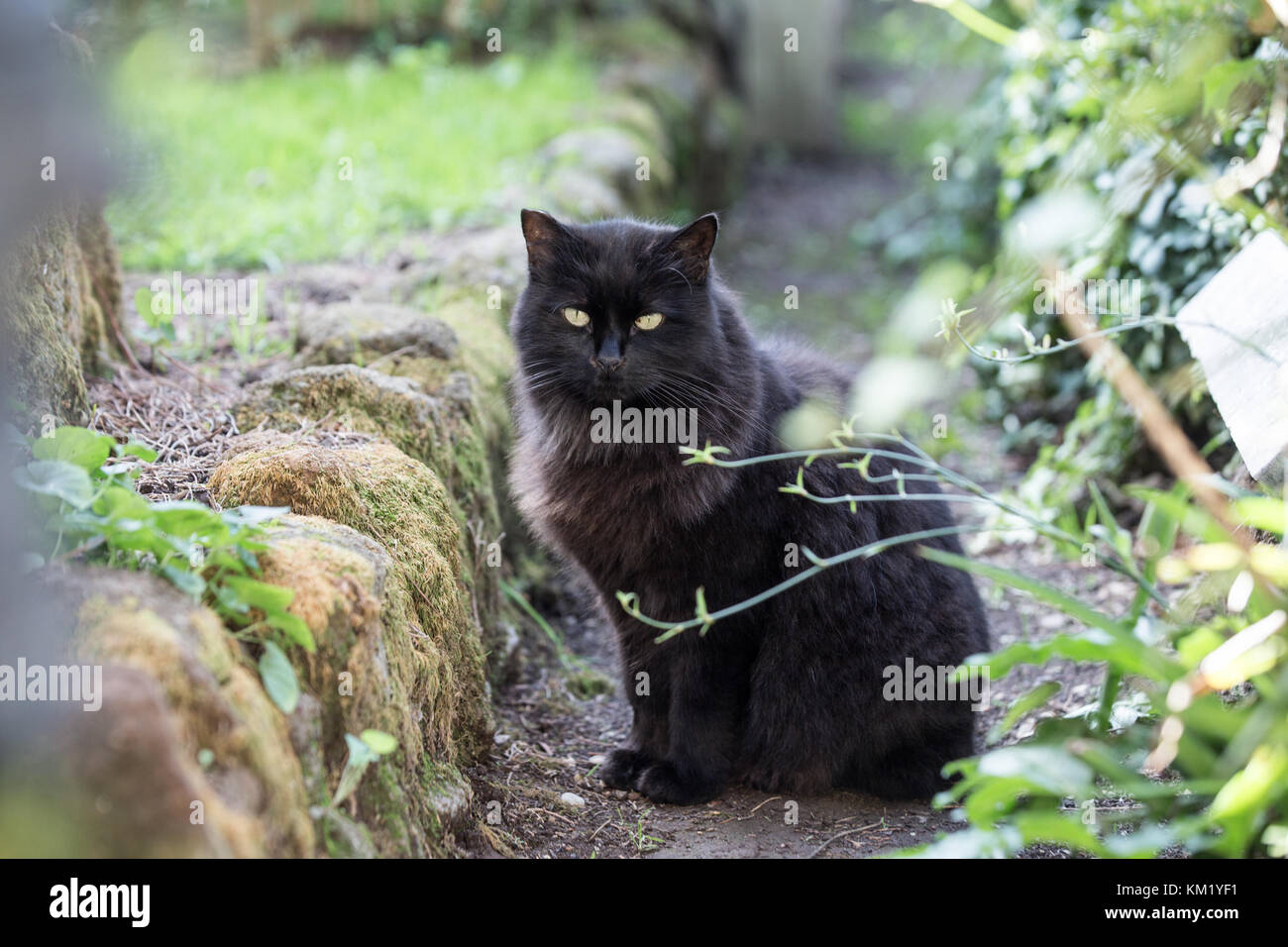 Roma, Italy. 02nd Dec, 2017. Colony of the pyramid's cats, present in ...