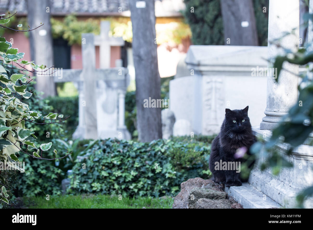 Roma, Italy. 02nd Dec, 2017. Colony of the pyramid's cats, present in ...