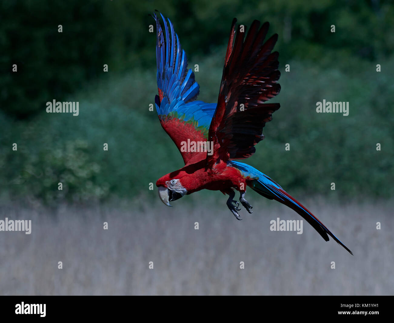 Green-winged macaw in flight with vegetation in the background Stock ...