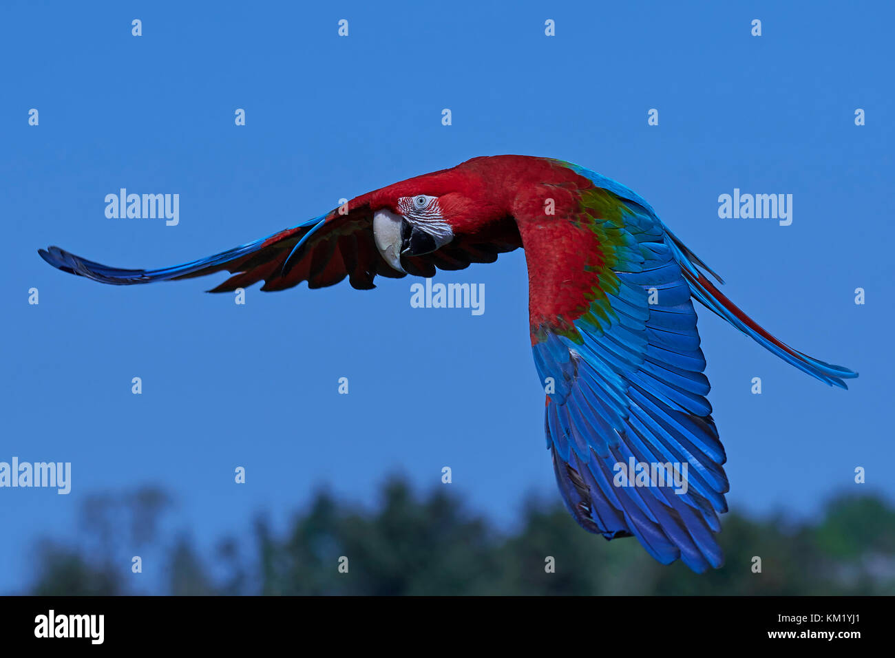 Green-winged macaw in flight with vegetation in the background Stock ...