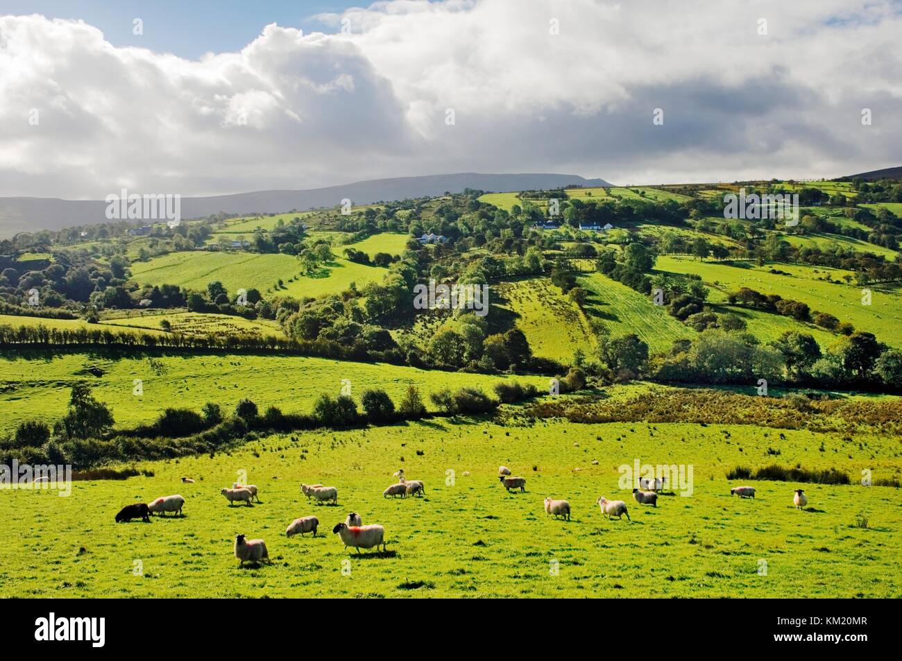 Sheep grazing farm landscape in upper River Roe valley NW of Glenshane ...