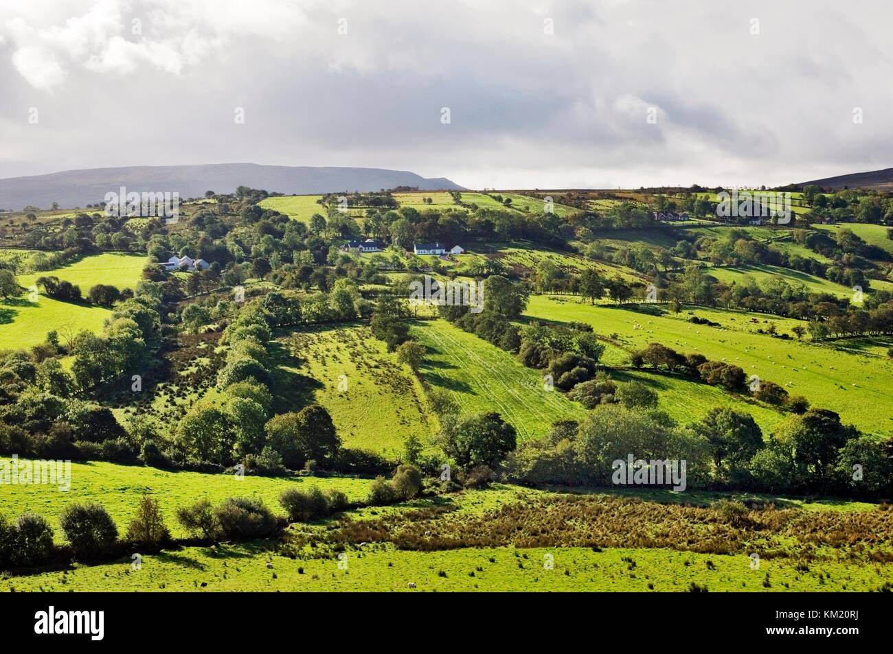 Grazing farm landscape in upper River Roe valley NW of Glenshane Pass ...