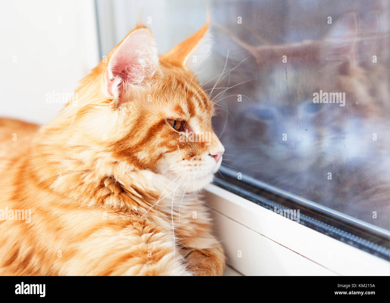 Red Maine Coon Cat Looking Out of Window. Red Spotted Tabby Stock Photo ...