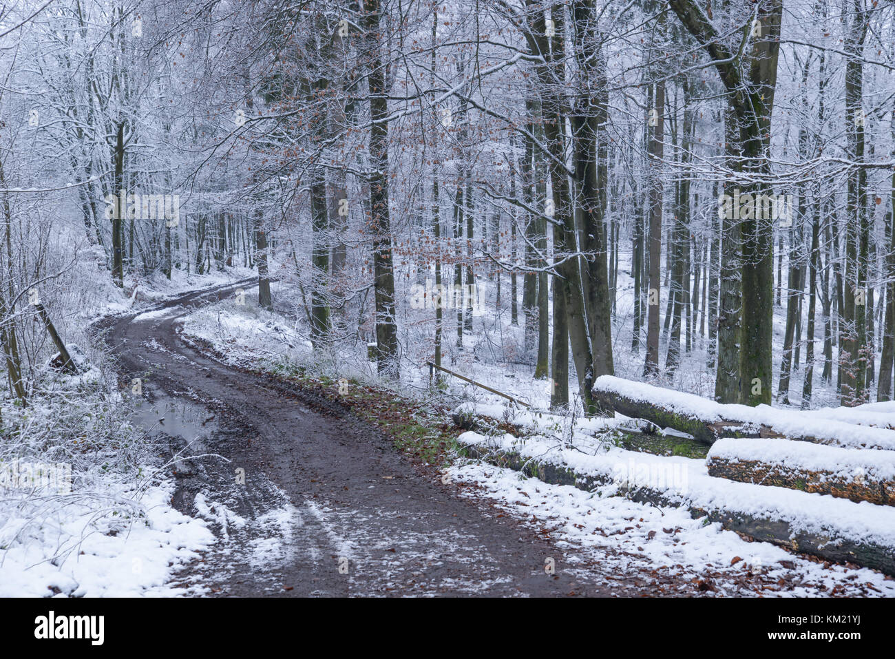 Forest During Winter with Snow Landscape Stock Photo - Alamy