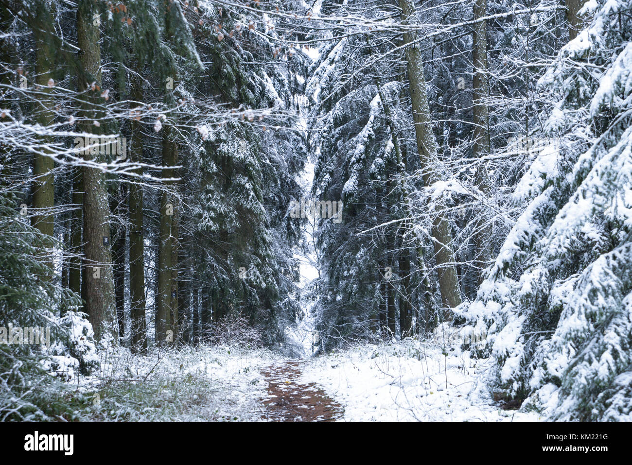 Forest During Winter with Snow Landscape Stock Photo - Alamy