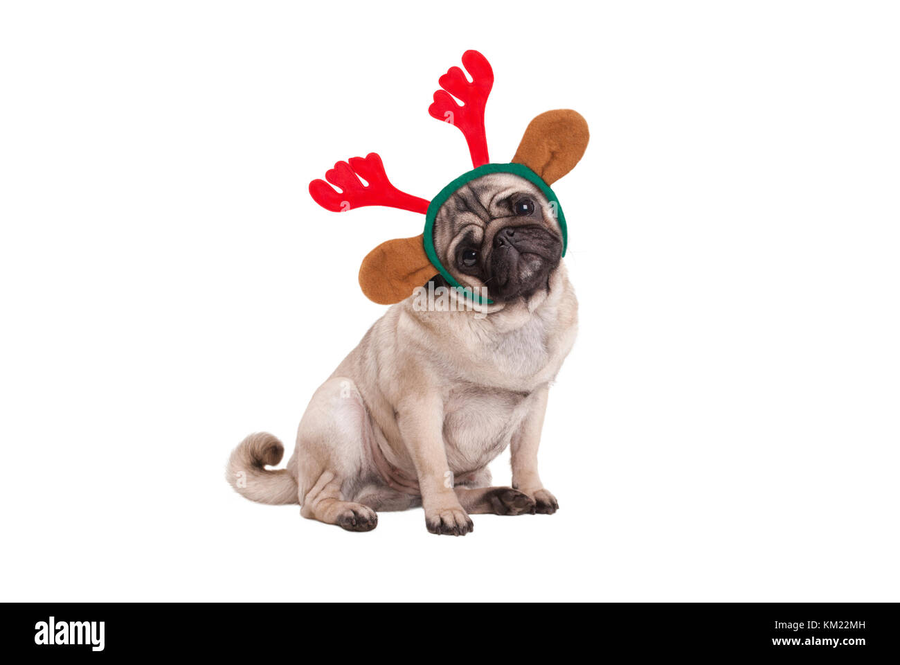 funny Christmas pug puppy dog sitting down, wearing reindeer antlers ...