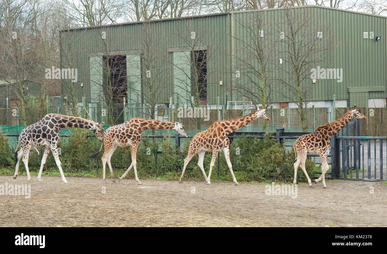 Dublin zoo elephant hi-res stock photography and images - Alamy