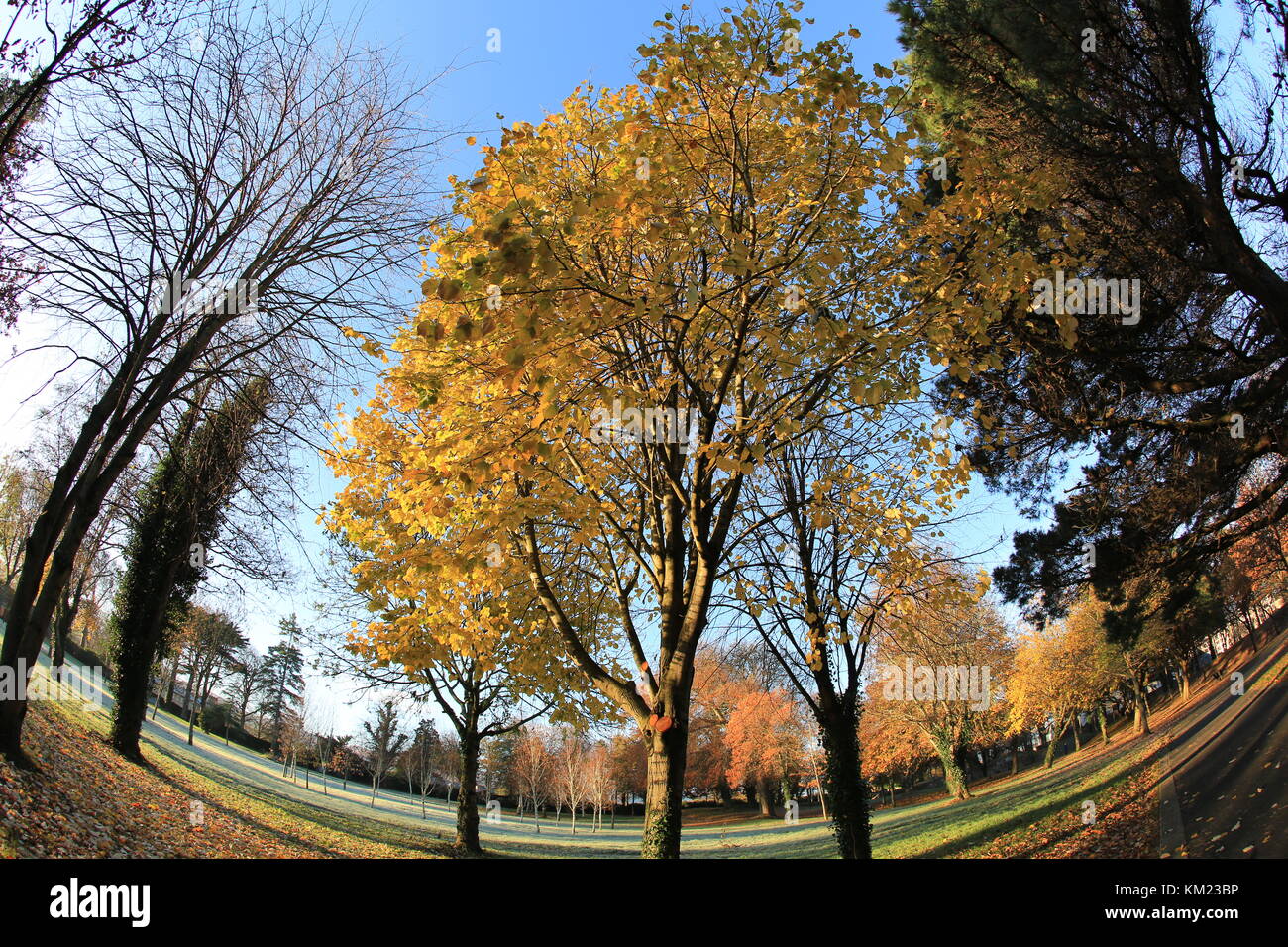 Deciduous Tree in Autumn Ireland Stock Photo - Alamy