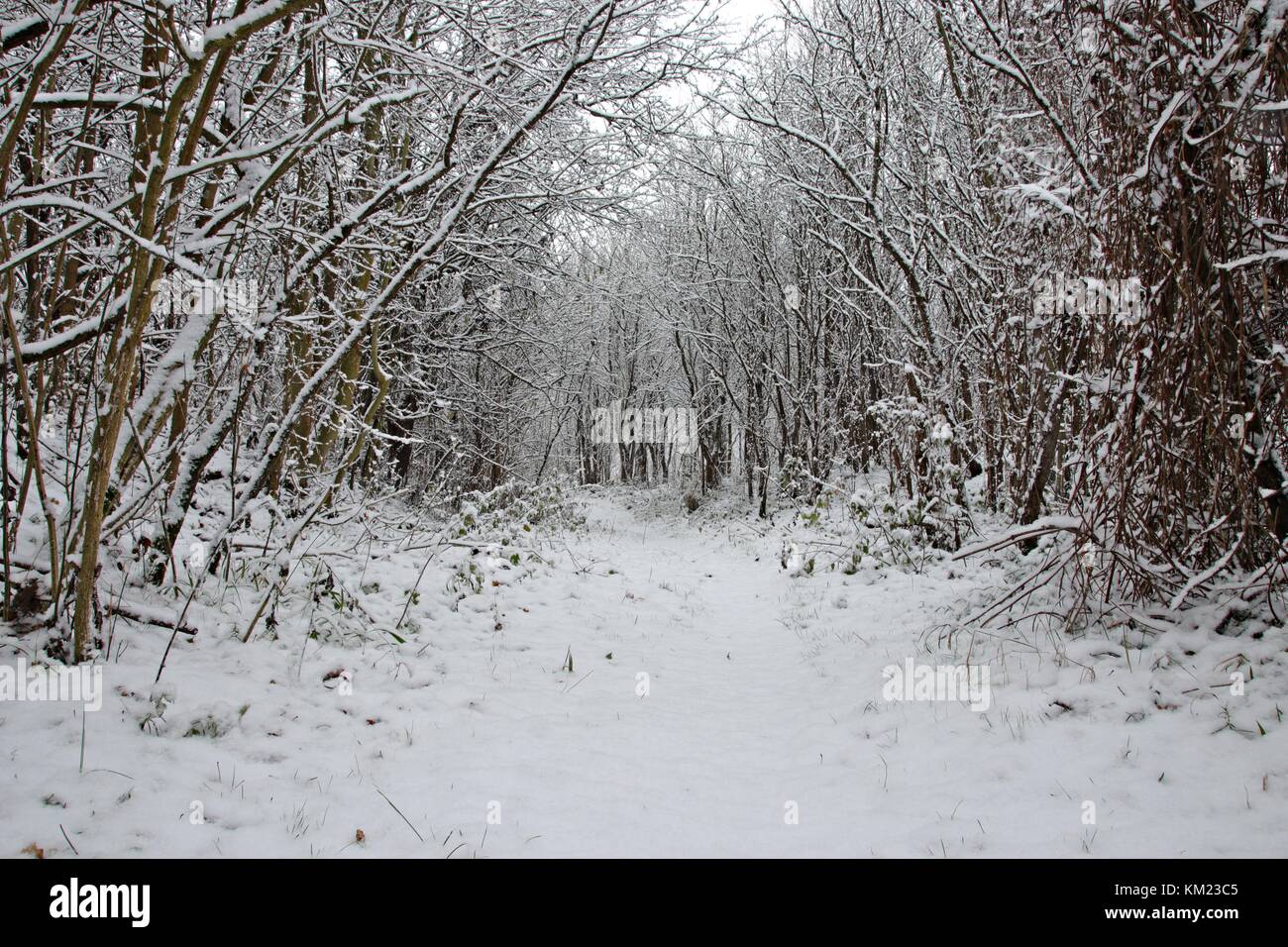 winter landscape in thuringia Stock Photo - Alamy