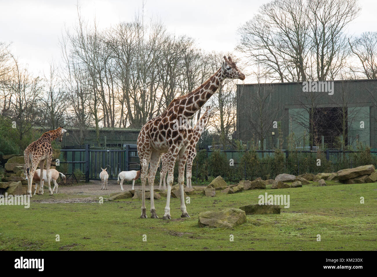 Dublin Zoo. Ireland Stock Photo - Alamy