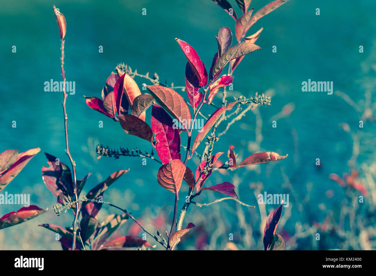 Vibrant leaves hi-res stock photography and images - Alamy