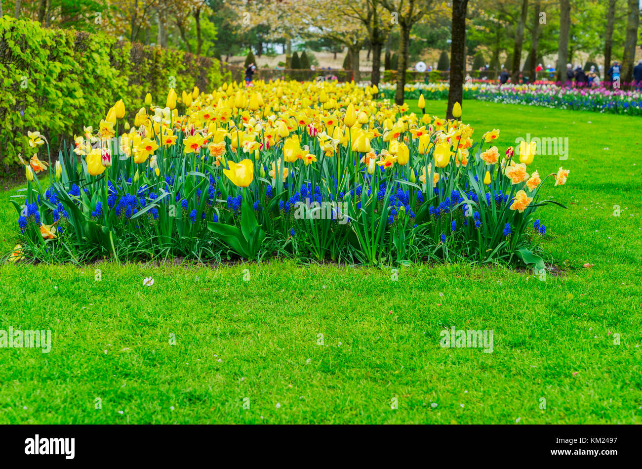 Rows of daffodils, bluebells and tulips flowers Stock Photo - Alamy