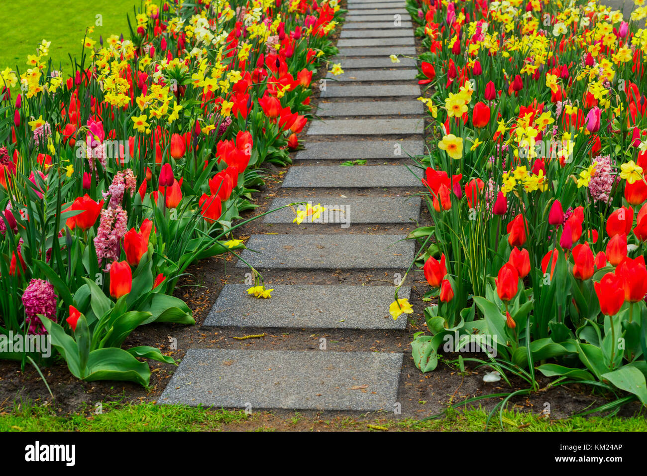 Spring Tulips Flowerbeds Stock Photo - Alamy