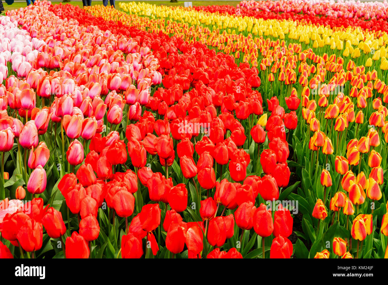 Rows of tulip flowers Stock Photo - Alamy