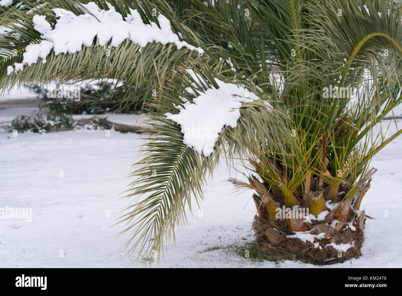 Leavs of palm trees covered with snow Stock Photo - Alamy