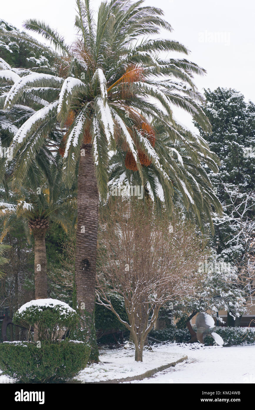 Leavs of palm trees covered with snow Stock Photo - Alamy