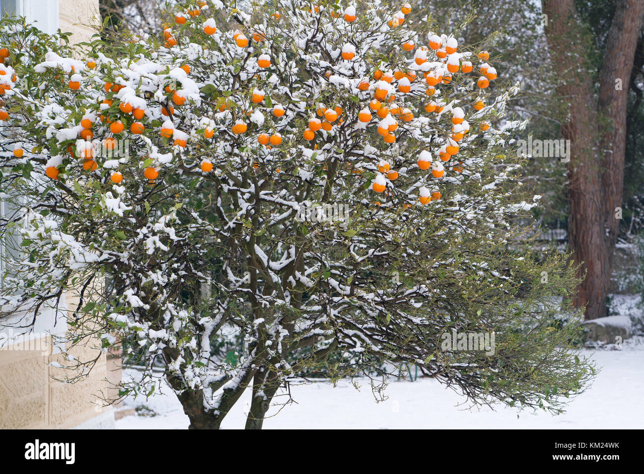 Orange fruit tree snow hi-res stock photography and images - Alamy