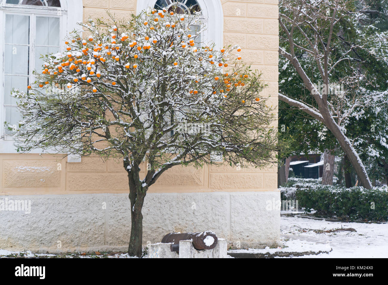 Orange fruit tree snow hi-res stock photography and images - Alamy