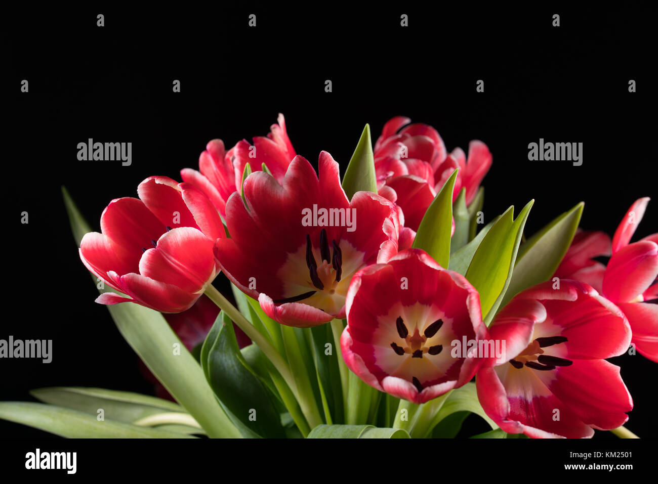 bouquet of red tulips Stock Photo - Alamy