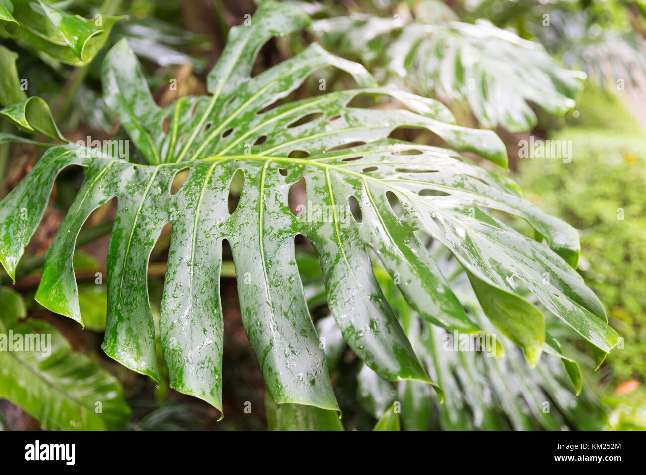 Monstera liana, vine, creeper tropical exotic modern background Stock ...