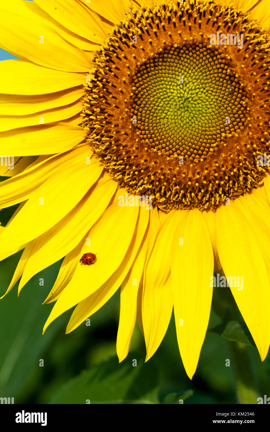 Sunflower with a ladybird on it, close up Stock Photo - Alamy