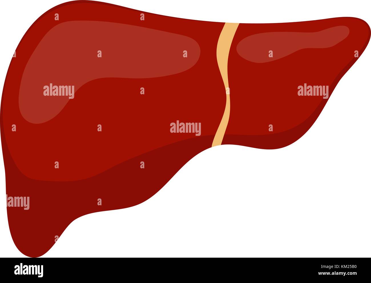 Liver red Stock Vector Images - Alamy