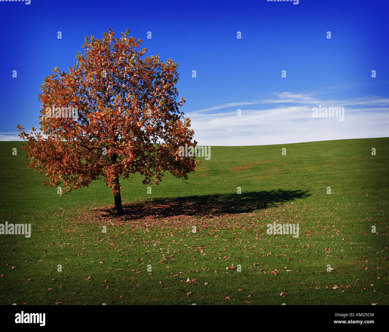 Lone Tree in Autumn Stock Photo - Alamy