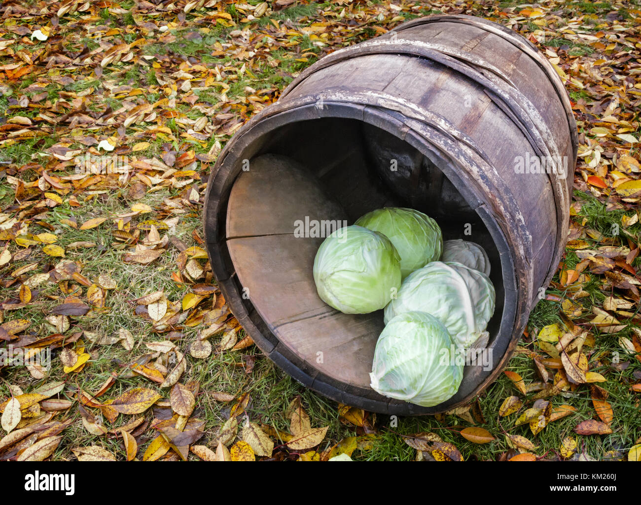 Oak barrel and cabbage on a background of autumn leaves Stock Photo - Alamy