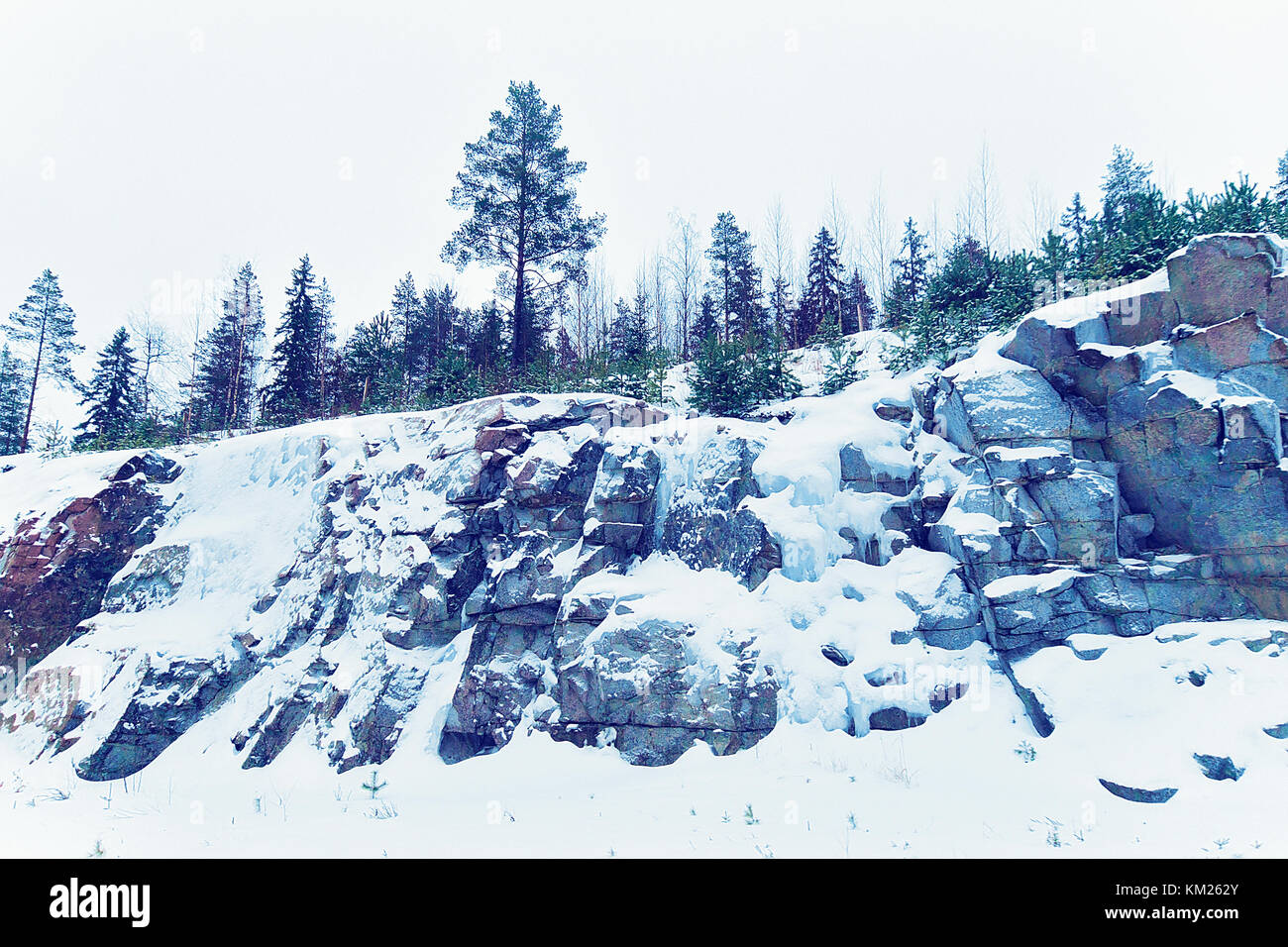Snowy forest along the road of winter Rovaniemi, Lapland, Finland Stock ...