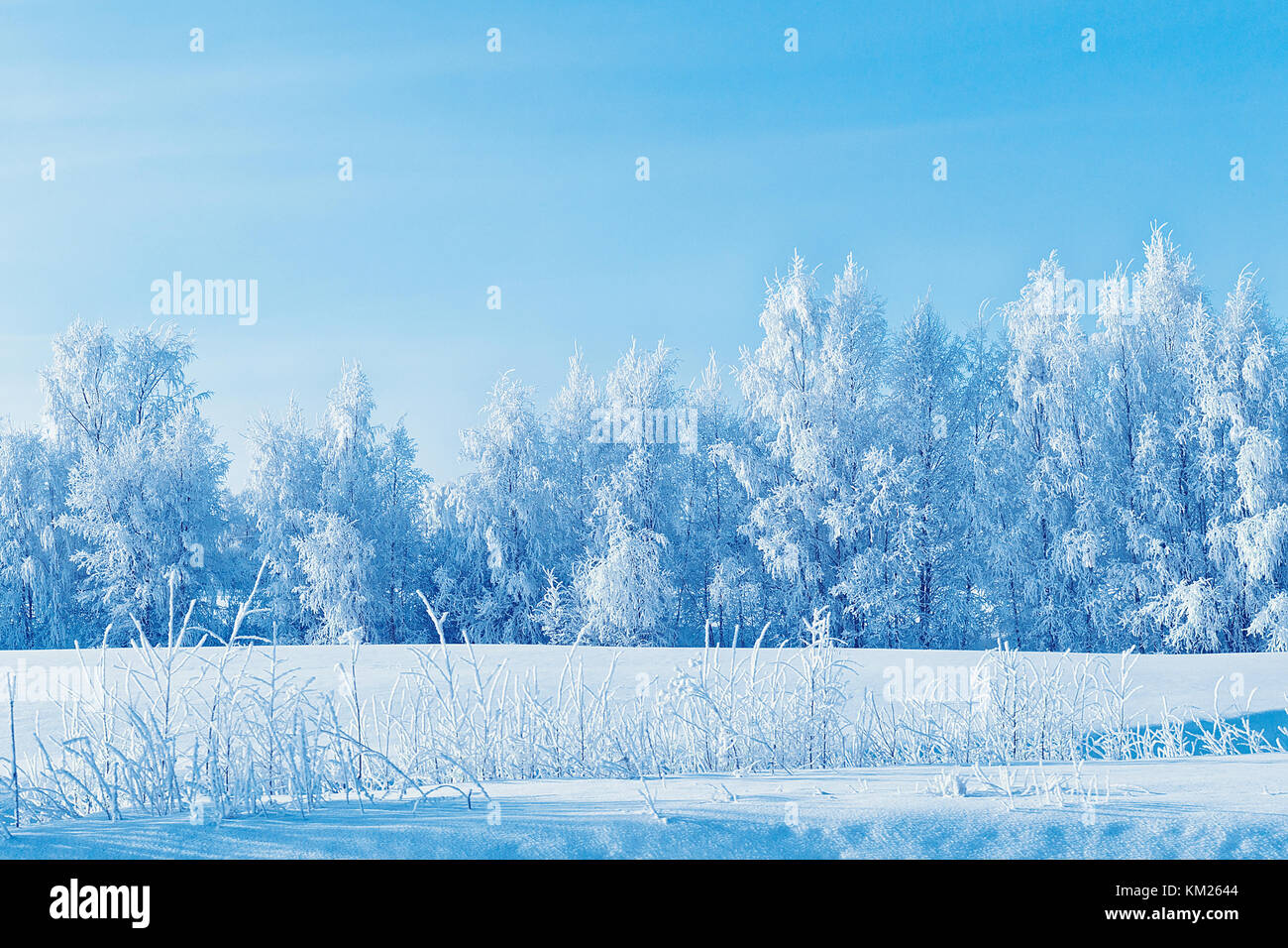 Snowy forest in the countryside at winter Rovaniemi, Lapland, Finland ...