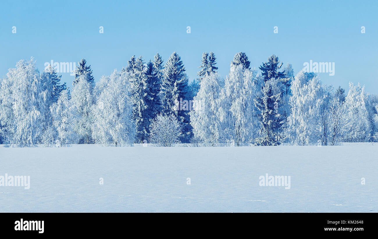 Snowy forest in the countryside in winter Rovaniemi, Lapland, Finland ...