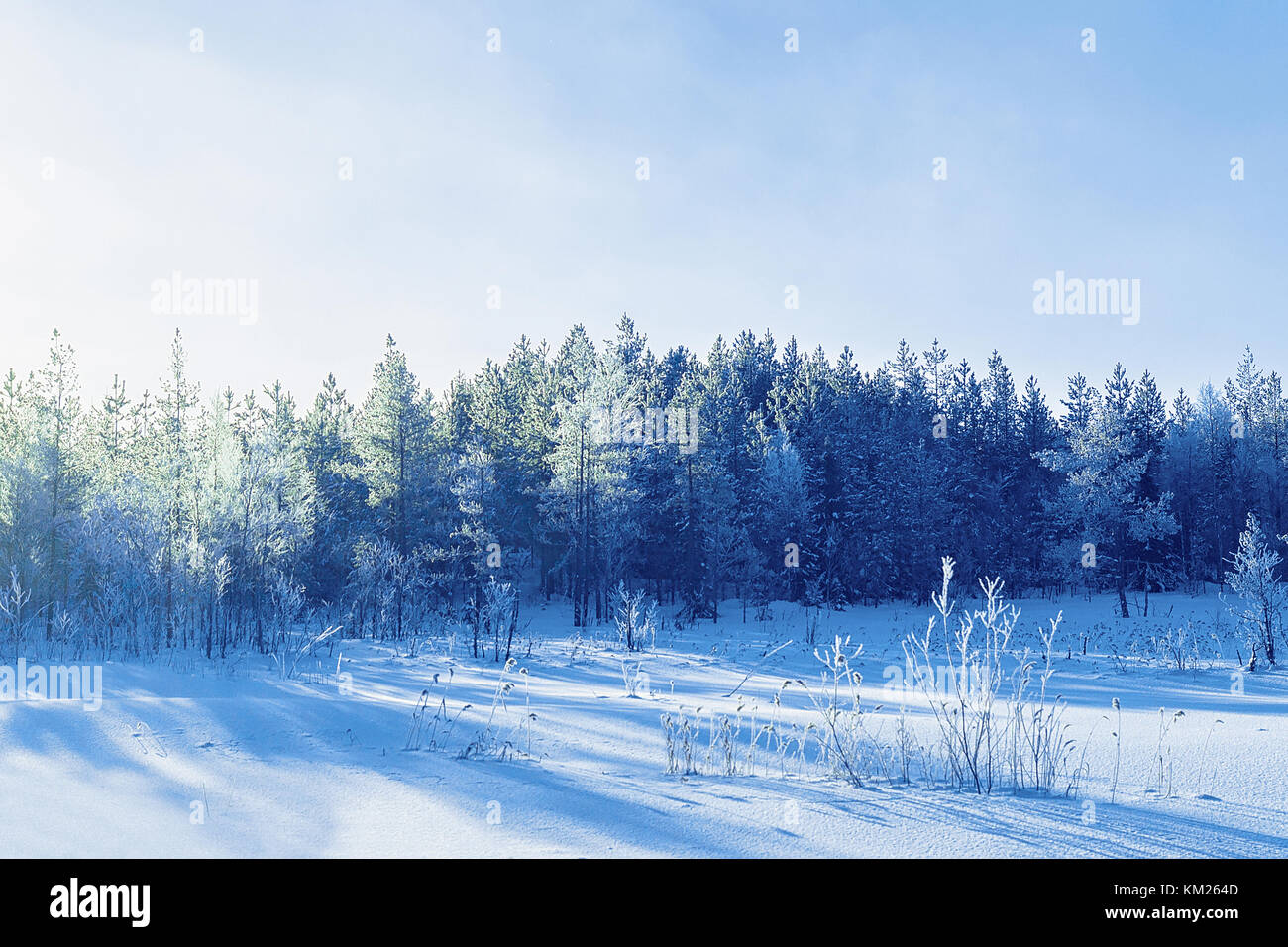 Snowy forest in winter Rovaniemi, Lapland, Finland Stock Photo - Alamy