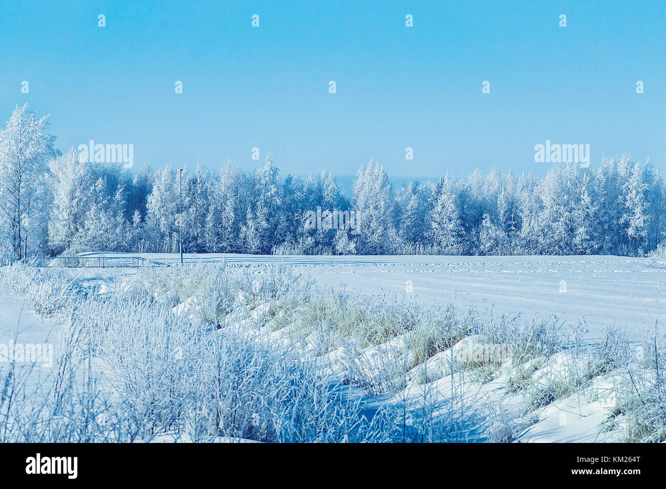 Snowy forest of the countryside, winter Rovaniemi, Lapland, Finland ...