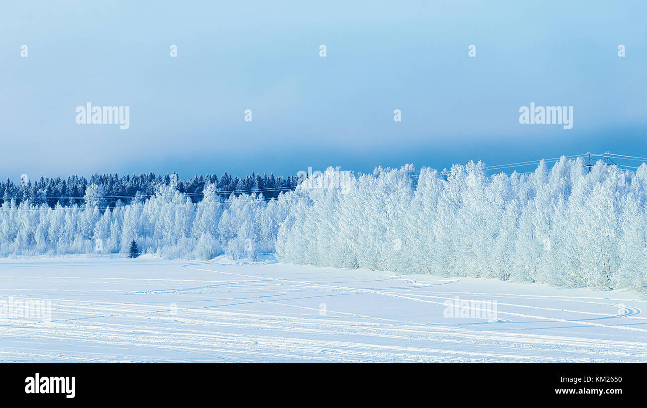 Snowy forest of winter Rovaniemi, Lapland, Finland Stock Photo - Alamy