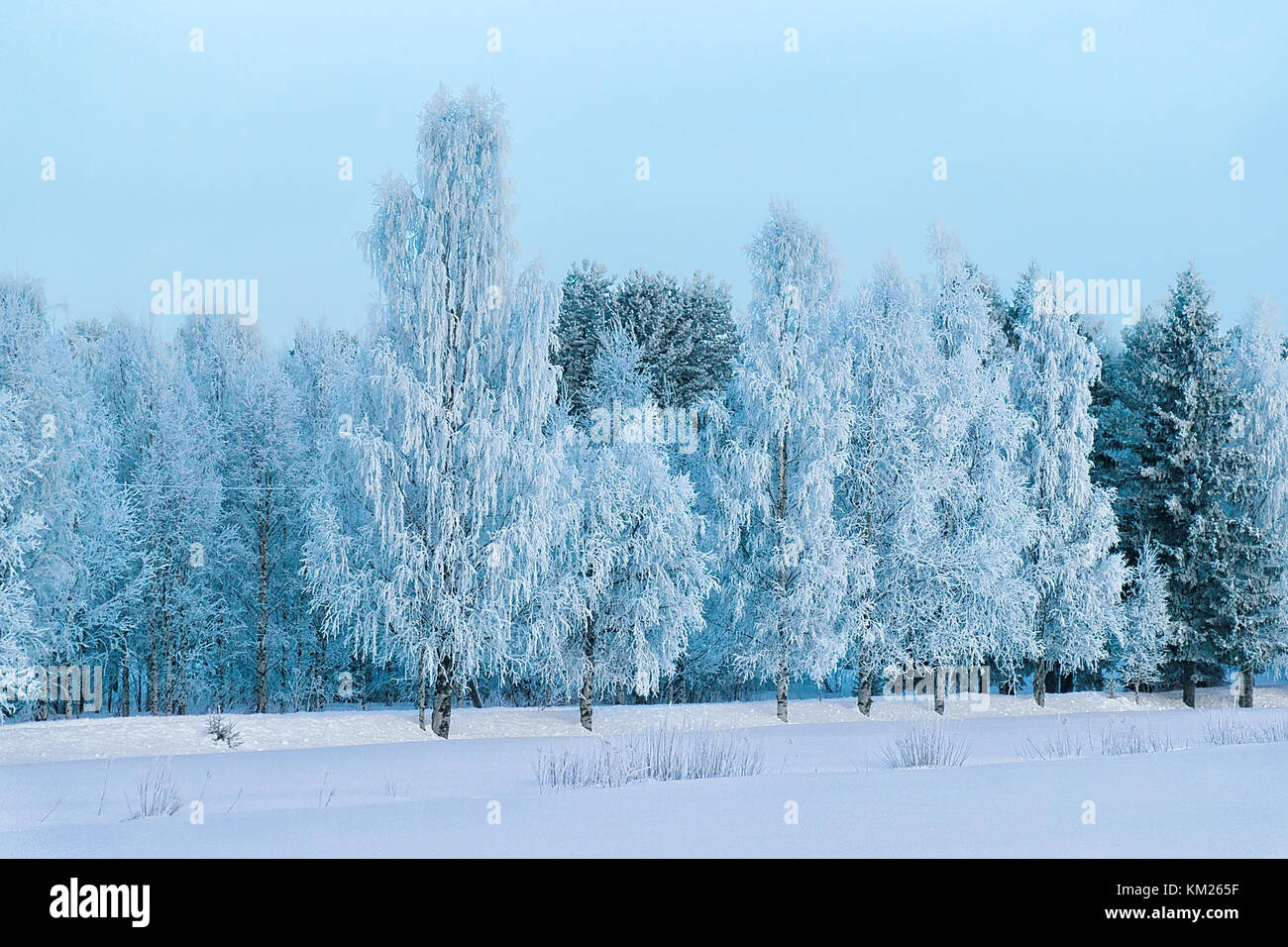 Snowy forest at the countryside, winter Rovaniemi, Lapland, Finland ...