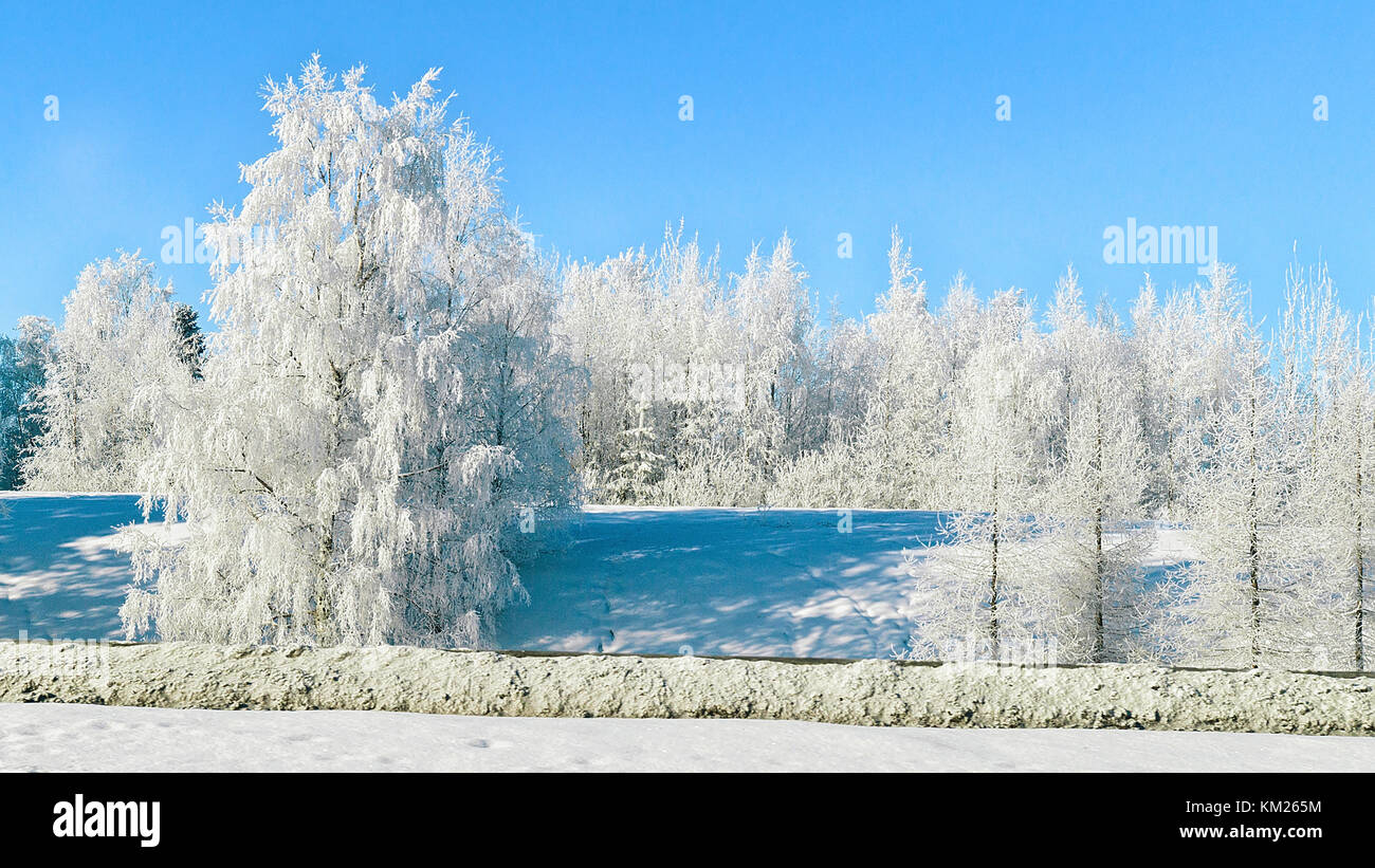 Snowy trees in the forest at winter Rovaniemi, Lapland, Finland Stock ...
