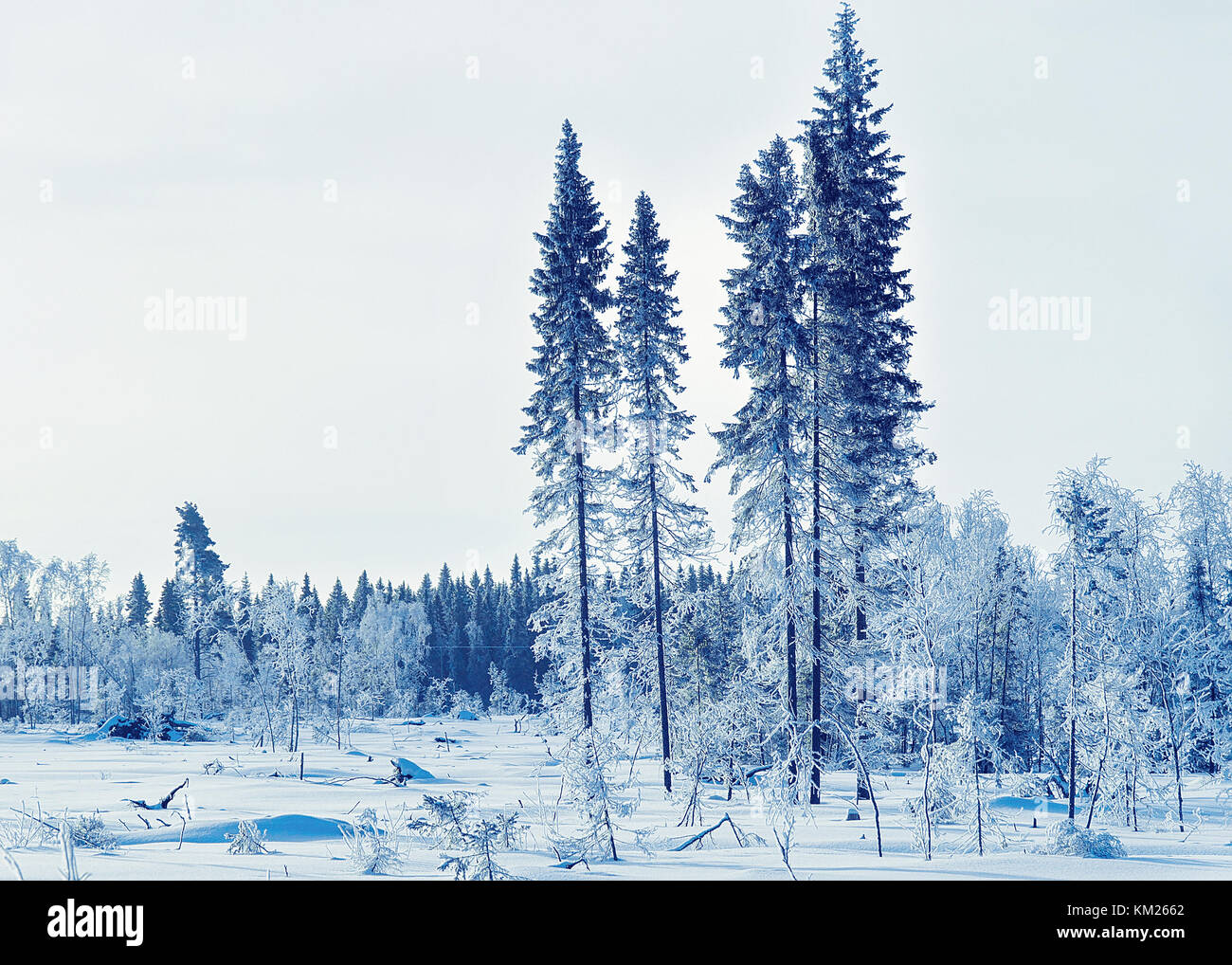Snowy trees in the forest, winter Rovaniemi, Lapland, Finland Stock ...