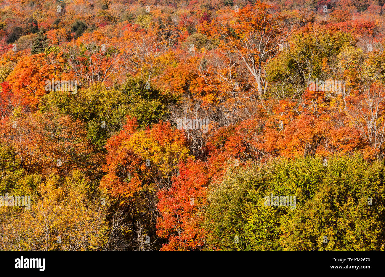 Stunning fall color in the Canadian autumn in Algonquin Provincial Park ...